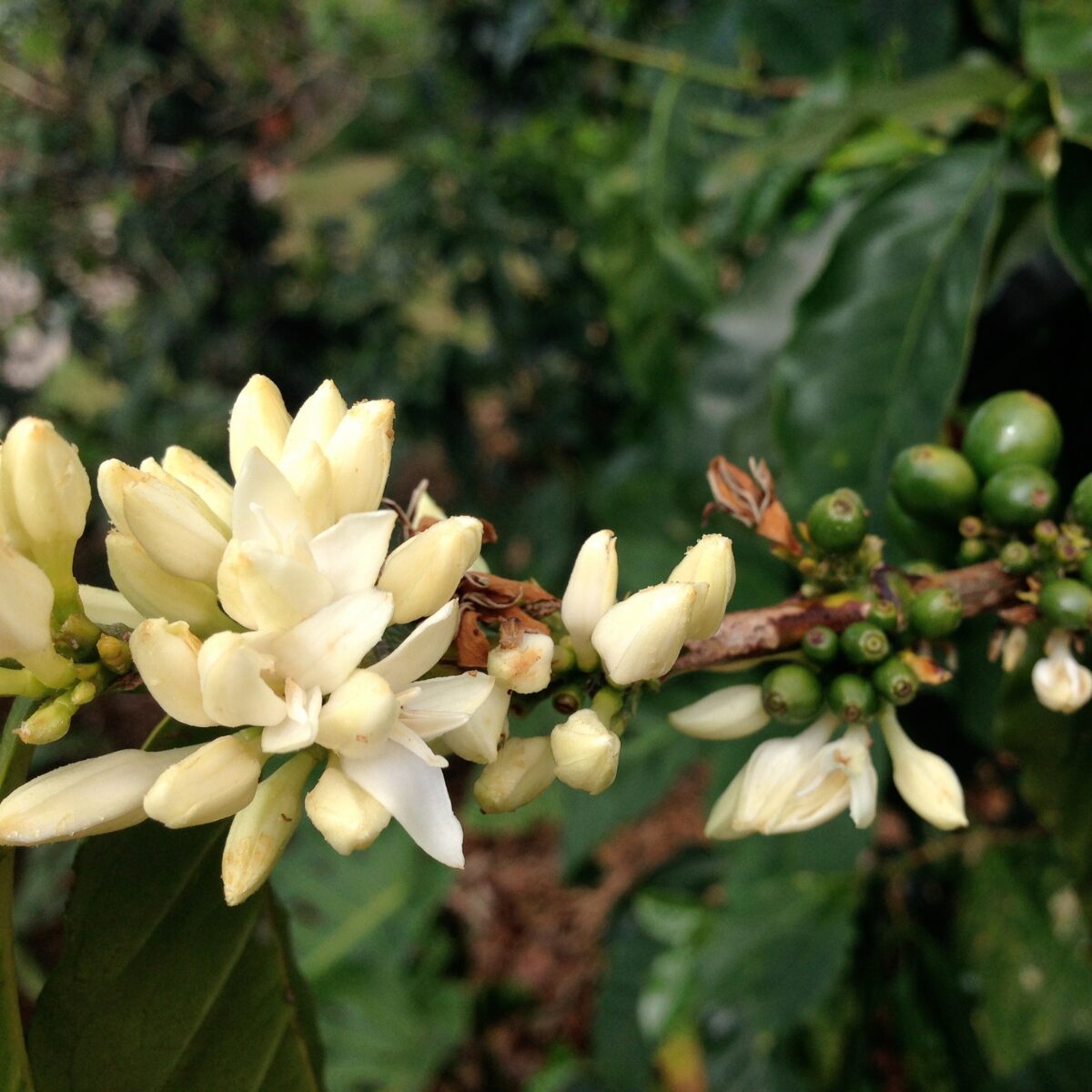 【観葉植物】幻の花と呼ばれるコーヒーの木コーヒーノキはどんな花を咲かせる！？花言葉って？由来や特徴を紹介！ ネペ吉のブログ 観葉植物